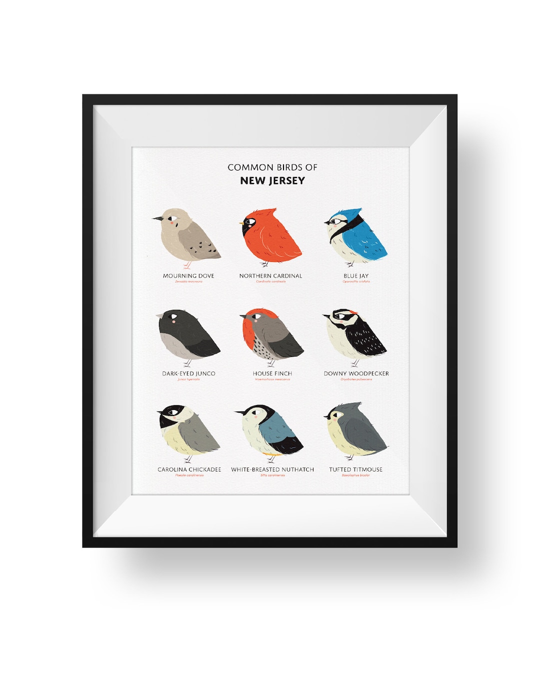 New Jersey State Birds Art Print • Illustrated Field Guide - Etsy
