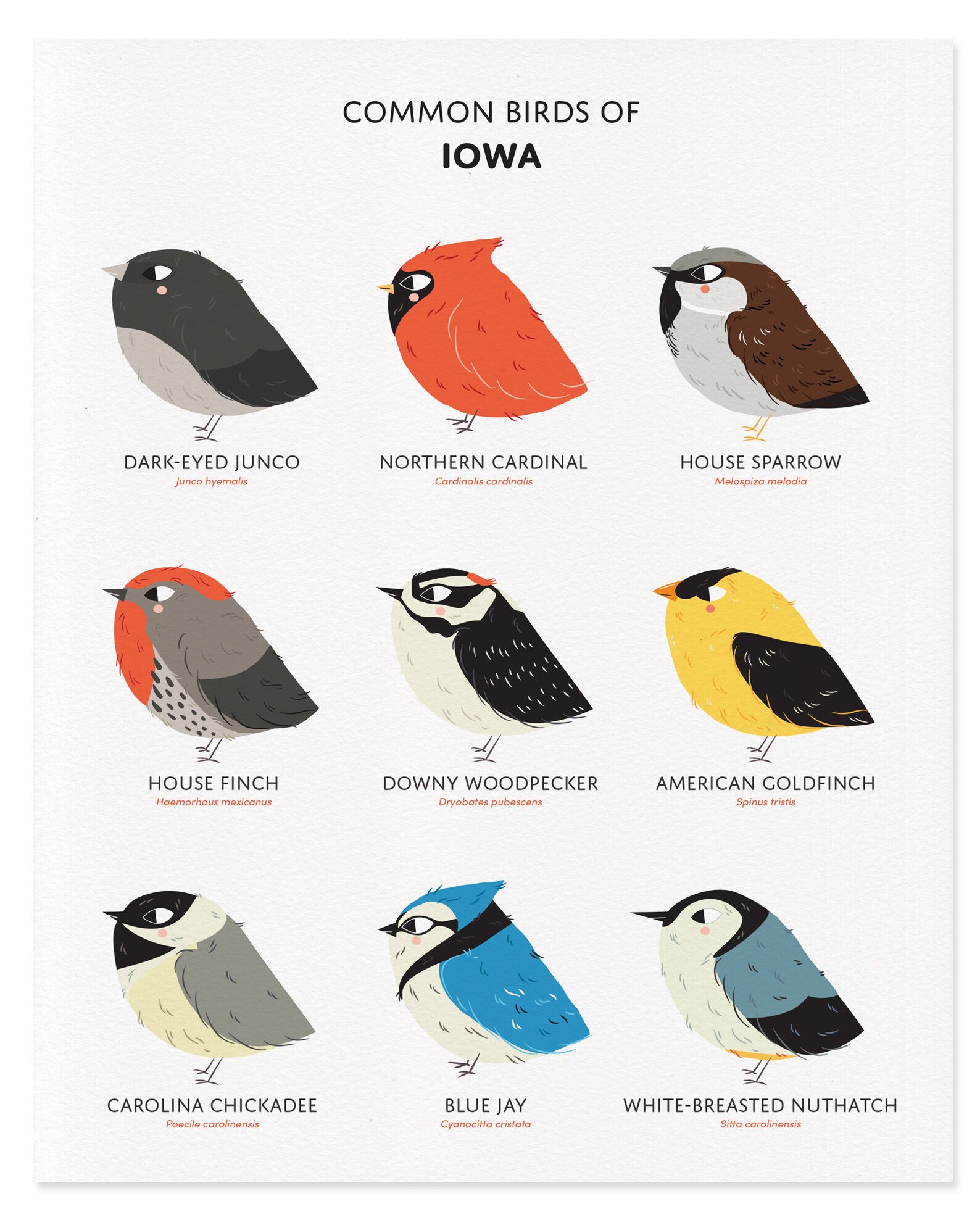 Common State Birds of Iowa Art Print Illustrated Chubby Bird Print Iowa ...