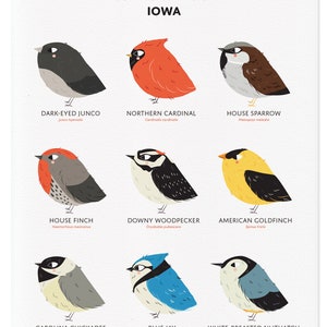 Common State Birds of Iowa Art Print • Illustrated Chubby Bird Print ...