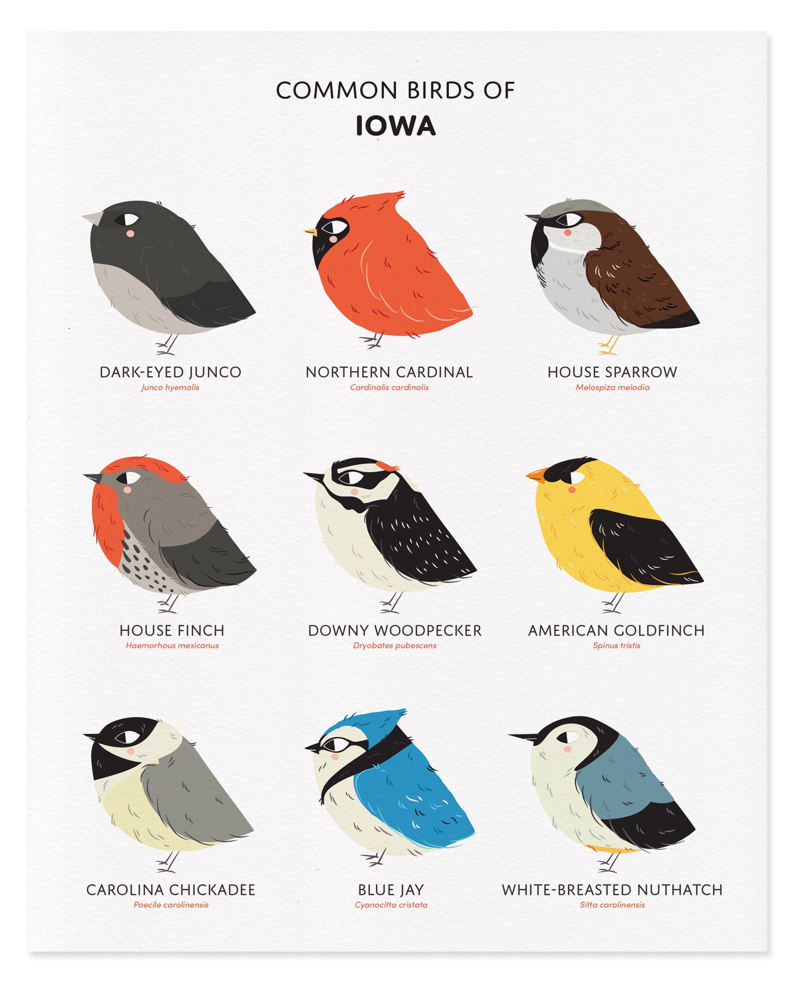 Common State Birds of Iowa Art Print Illustrated Chubby Bird Print Iowa ...