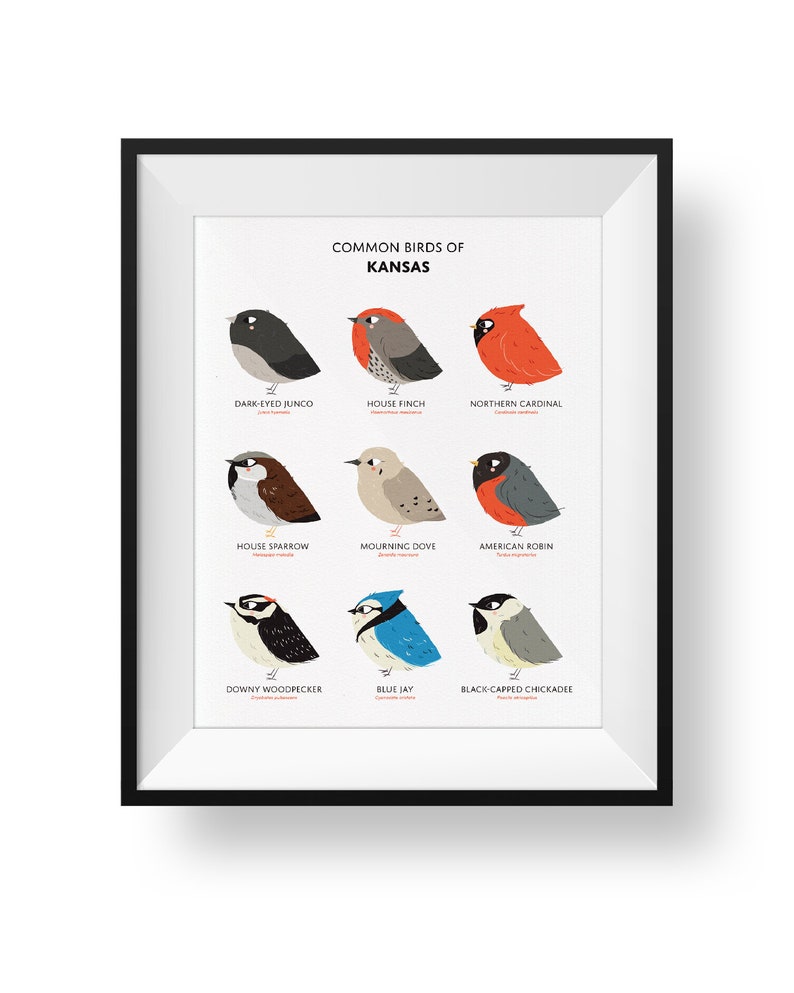 Common State Birds of Kansas Art Print • Illustrated Chubby Bird Print ...