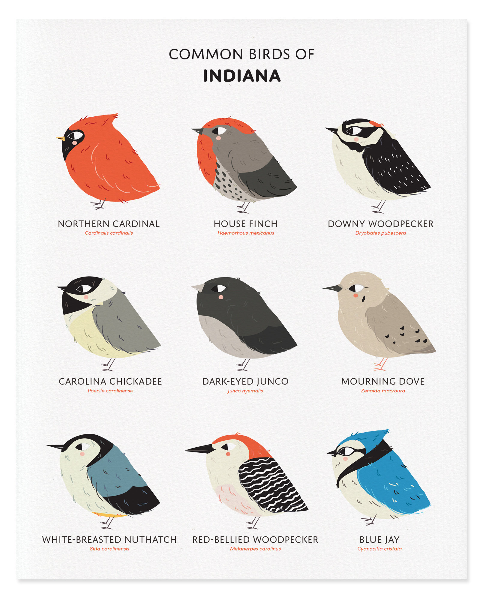 Common State Birds of Indiana Art Print Illustrated Chubby Bird Print ...