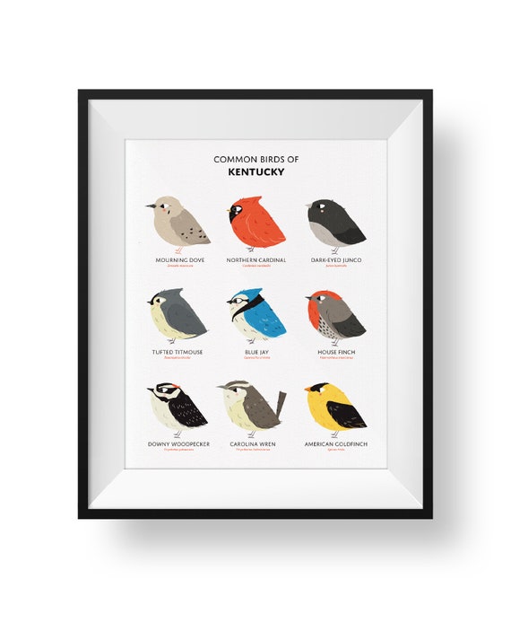 Kentucky Birds Identification