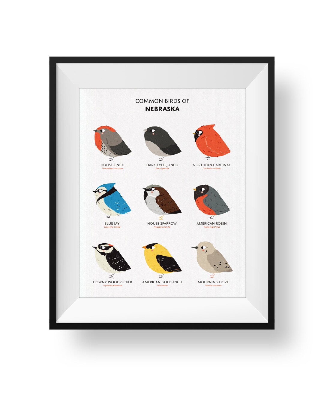 Common State Birds of Nebraska Art Print • Illustrated Chubby Bird ...
