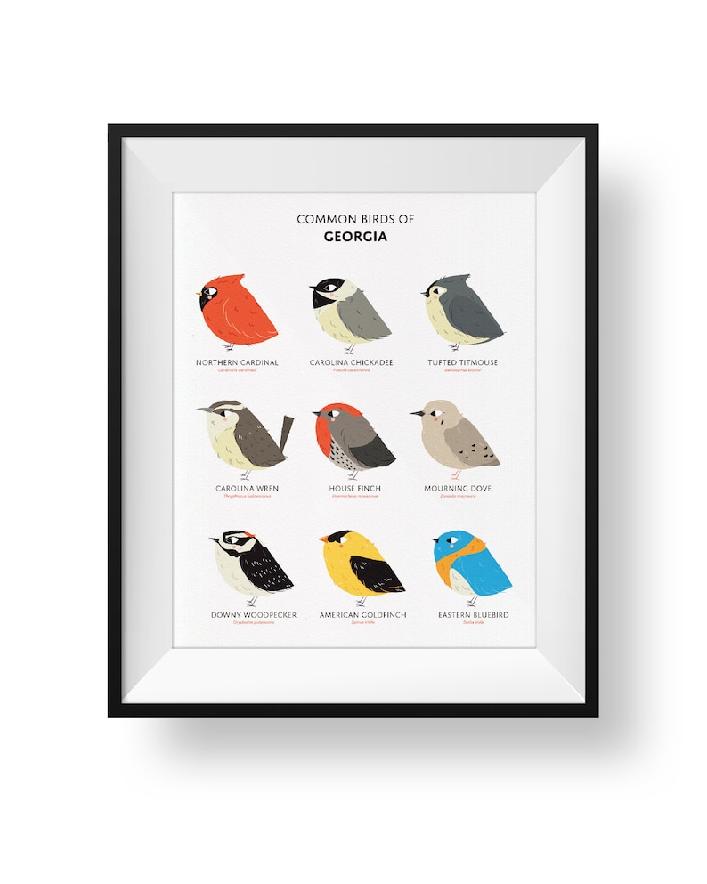 Common State Birds of Georgia Art Print • Illustrated Chubby Bird Print ...