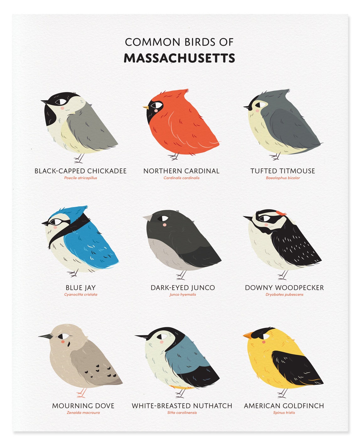 Massachusetts Birds Art Print • Illustrated Field Guide - Etsy