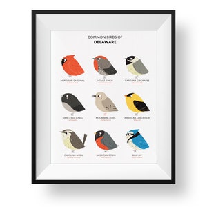 Common State Birds of Delaware Art Print • Illustrated Chubby Bird ...