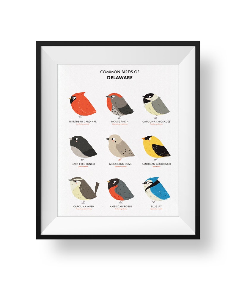 Common State Birds of Delaware Art Print • Illustrated Chubby Bird ...