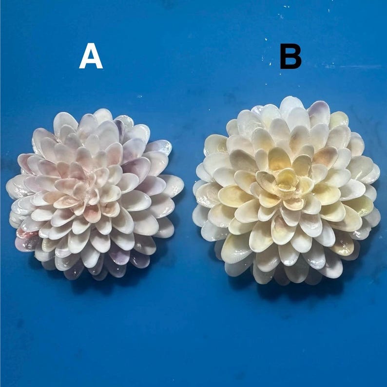 Coquina Seashell Flowers - Etsy