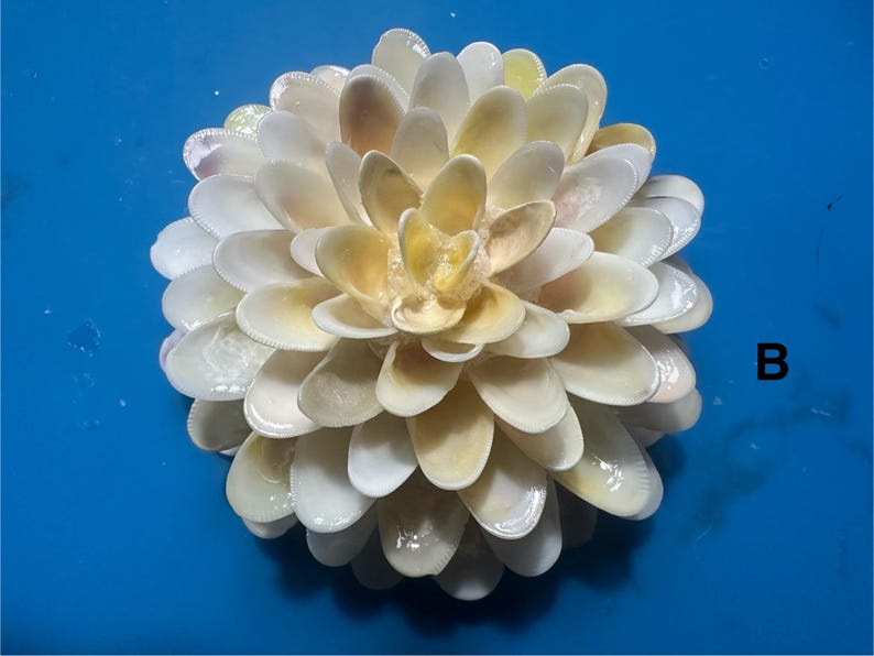 Coquina Seashell Flowers - Etsy