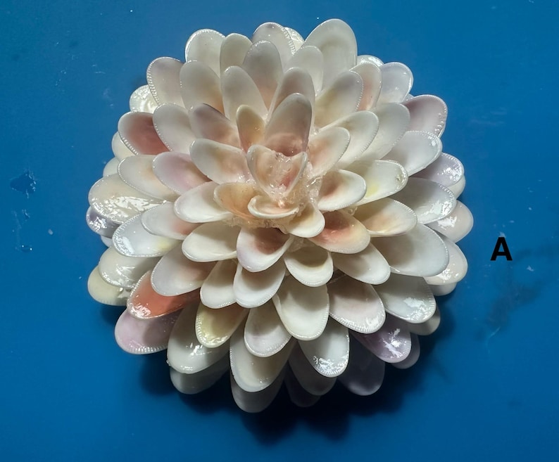 Coquina Seashell Flowers - Etsy