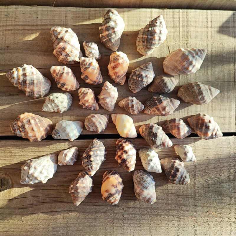 Seashell Decoration - Etsy