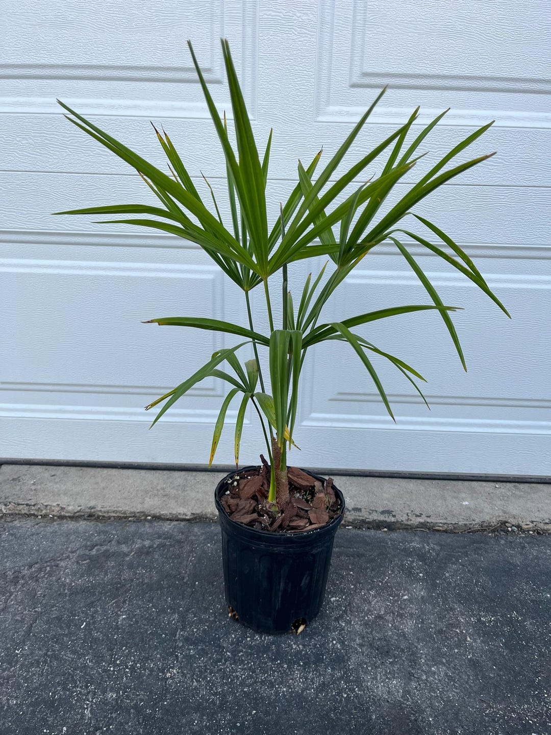 Chinese Windmill Palm (trachycarpus Fortunei) - One Gallon Size - Etsy