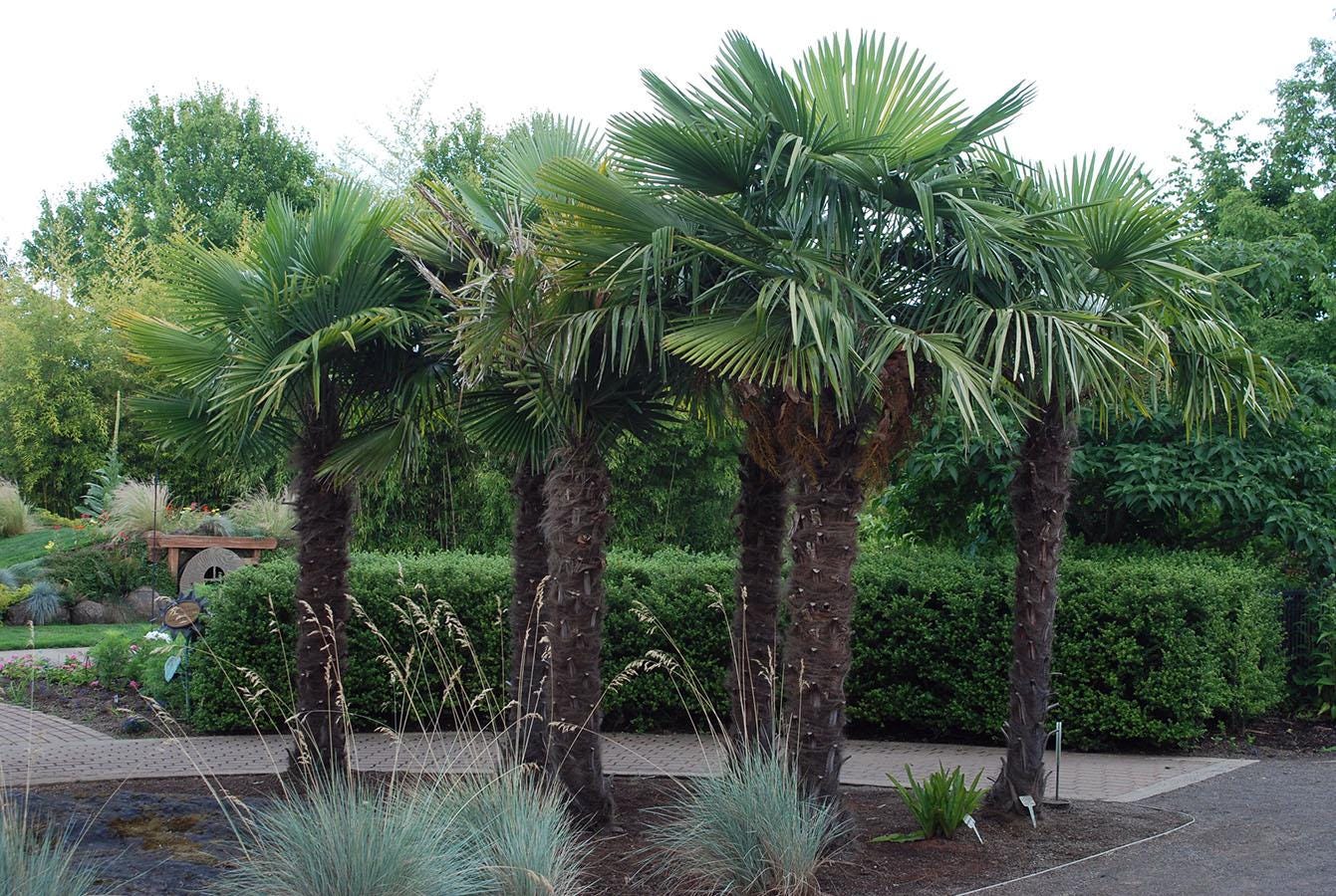 Chinese Windmill Palm (trachycarpus Fortunei) - One Gallon Size - Etsy