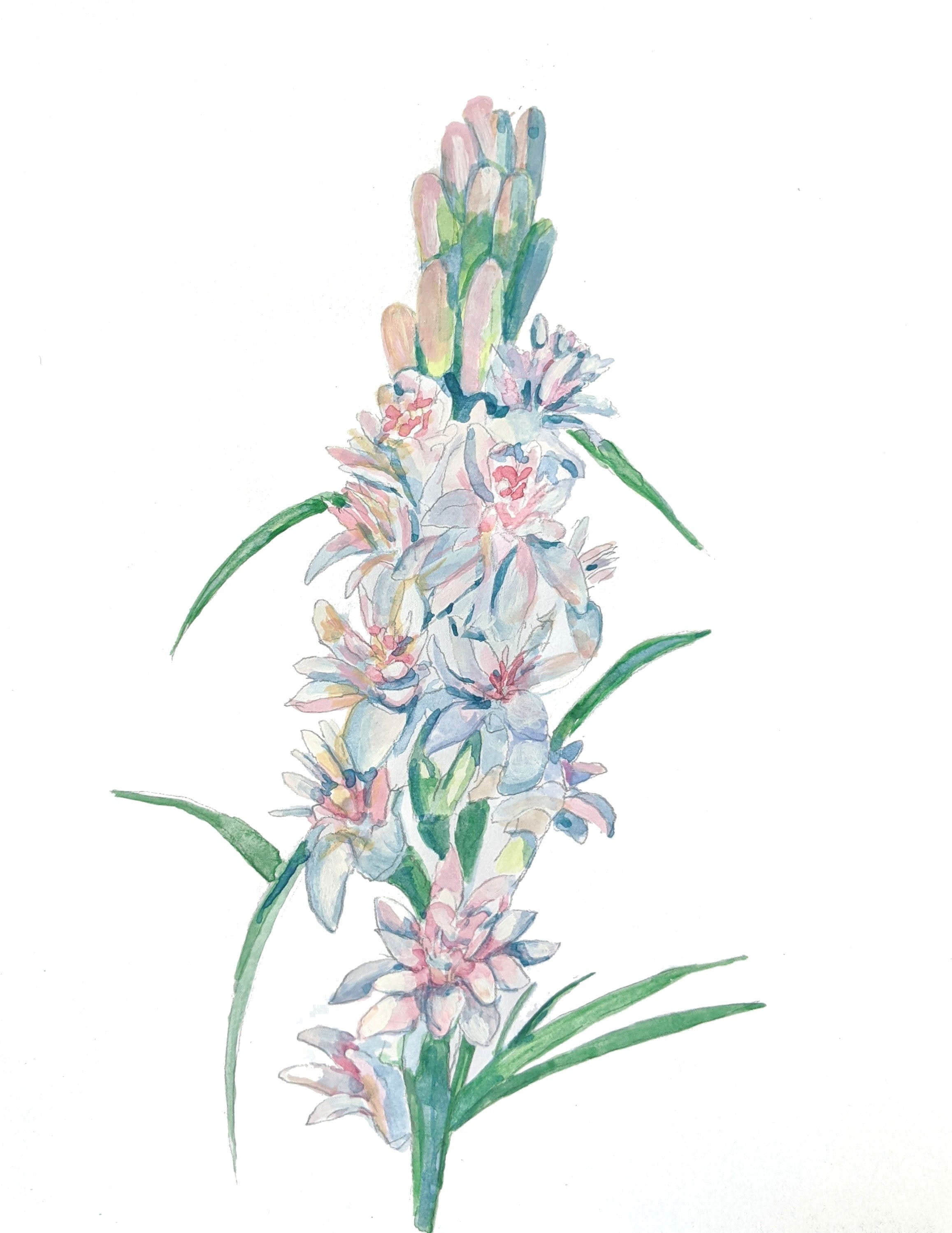 Floral Botanical Art Print Tuberose Watercolor Print of | Etsy