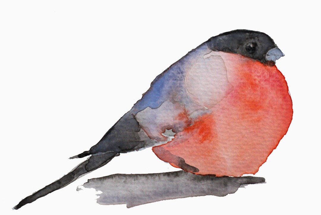 Bird Watercolor Painting Red Belly Archival Print Bird Art - Etsy