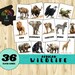 36 African Wild Animal Flashcards Montessori Education for Kids ...
