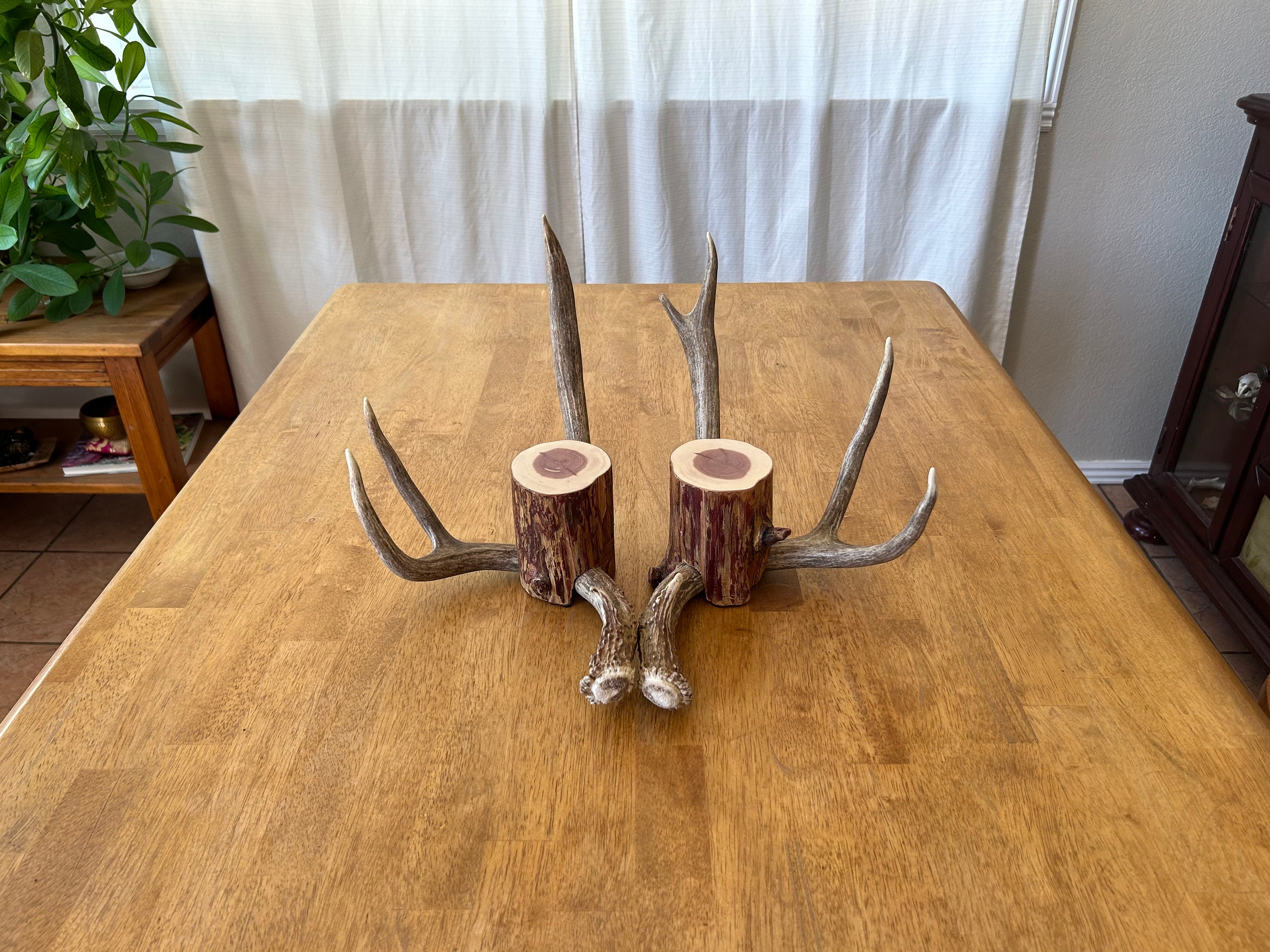 Plant Stand Mule Deer Shed Antler Tabletop Set - Etsy