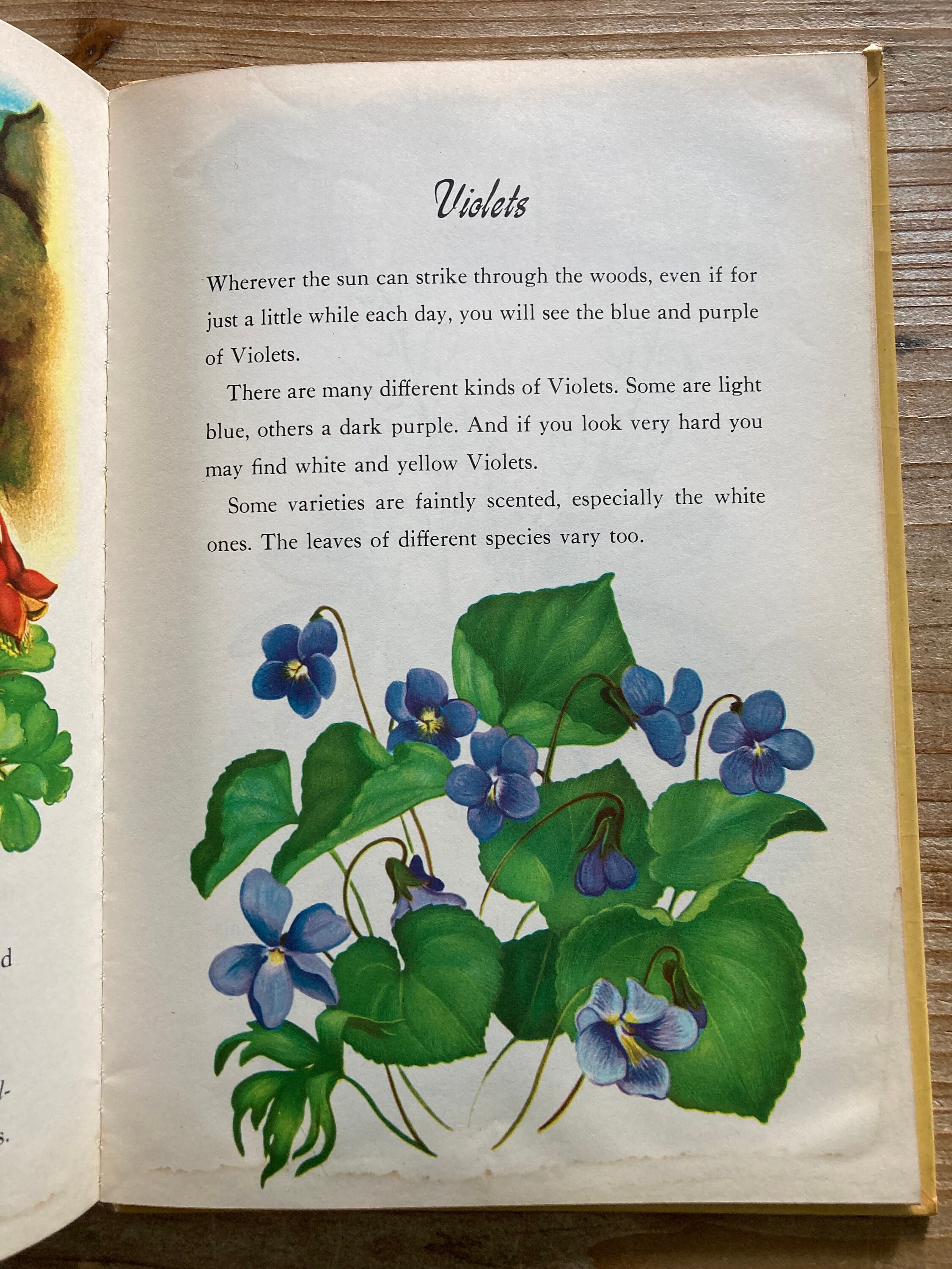 A Maxton Book About Flowers in Woods and Fields * Irma Wilde * Maxton ...