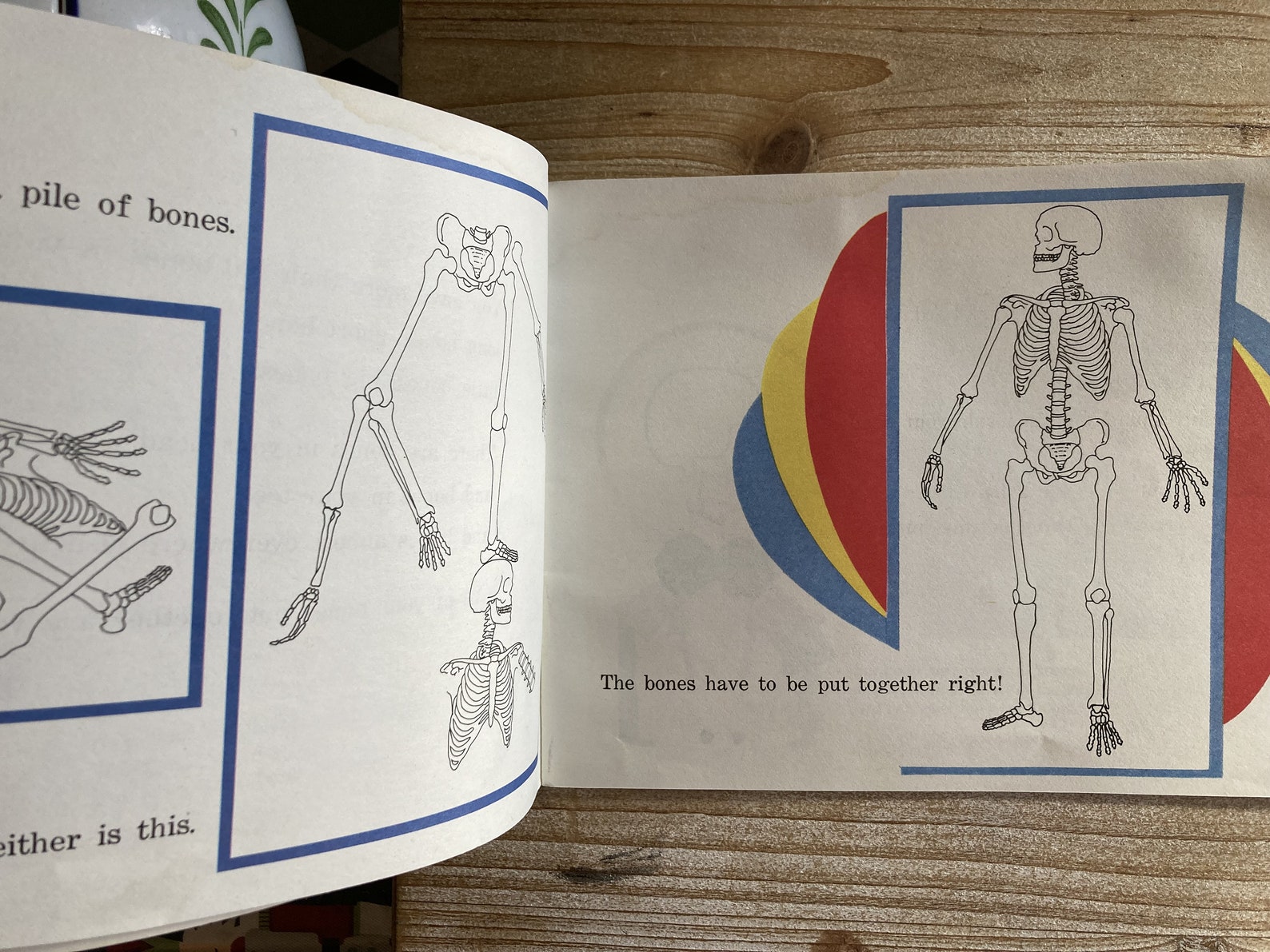 A Book About Your Skeleton Ruth Belov Gross Deborah - Etsy