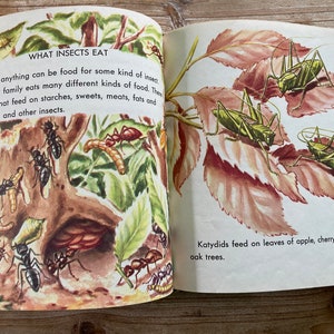 What is an Insect Charles D Neal Gregory Orloff Benefic Press 1961 ...