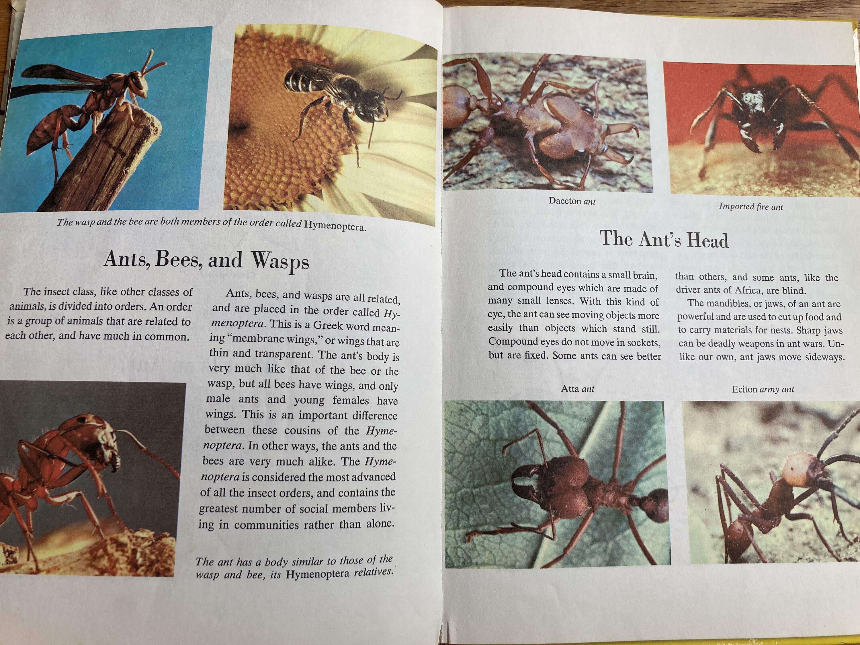 The World of Ants * Golden Library of Knowledge * G Collins Wheat ...