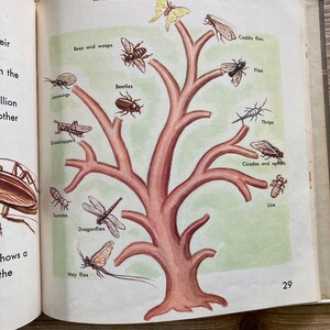 What is an Insect Charles D Neal Gregory Orloff Benefic Press 1961 ...