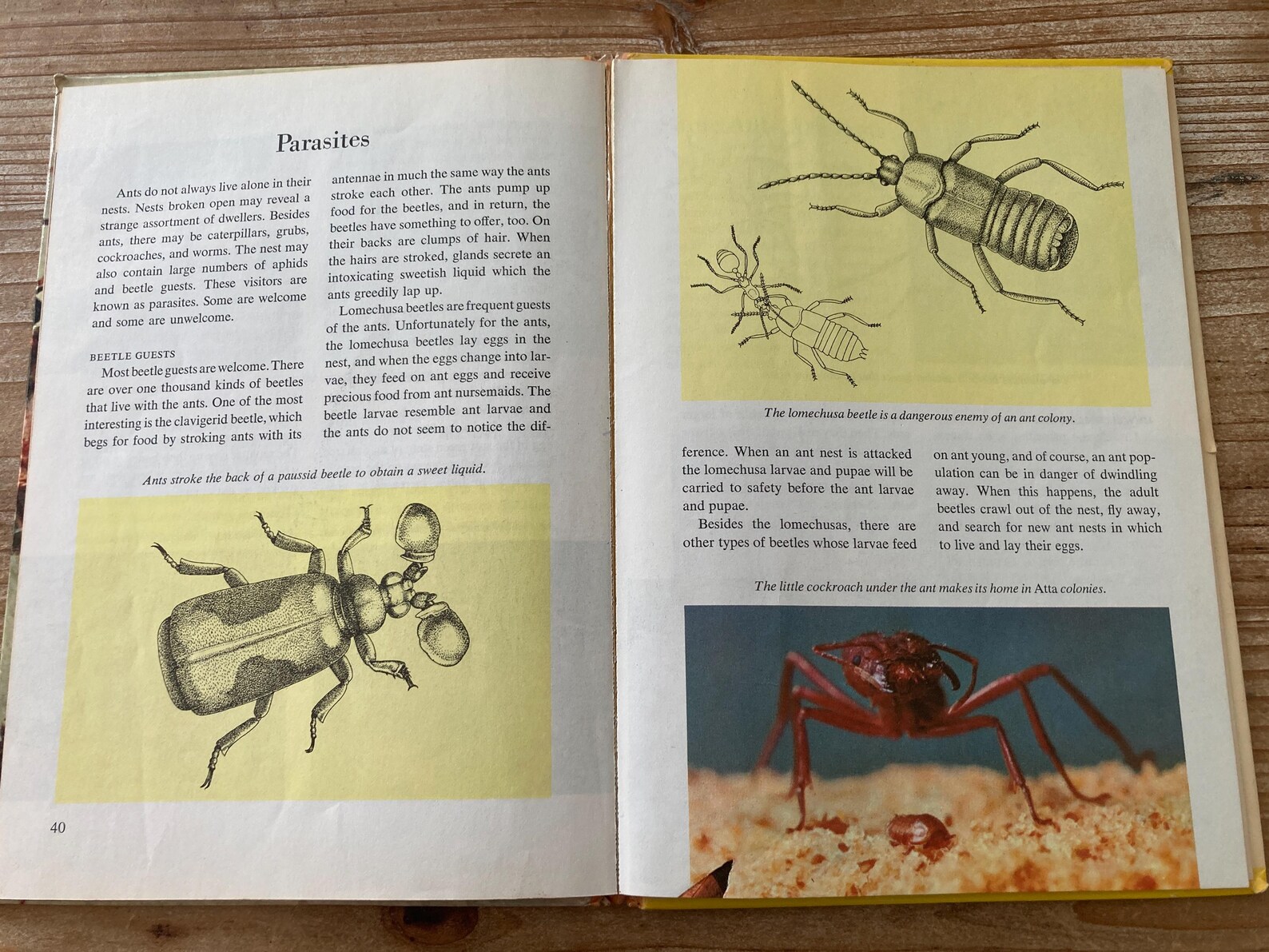 The World of Ants * Golden Library of Knowledge * G Collins Wheat ...