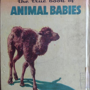 The True Book of Animal Babies Illa Podendorf Pauline - Etsy