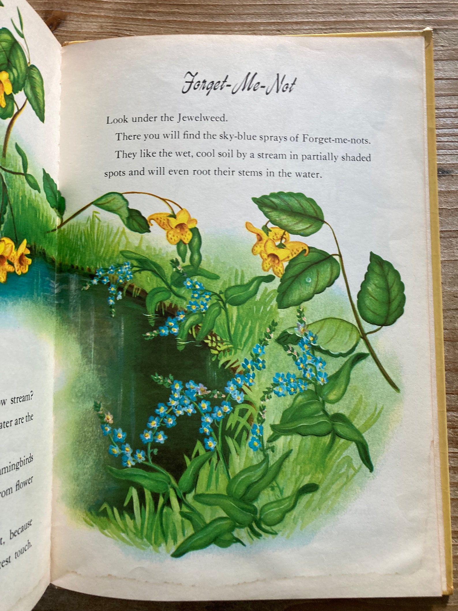 A Maxton Book About Flowers in Woods and Fields * Irma Wilde * Maxton ...