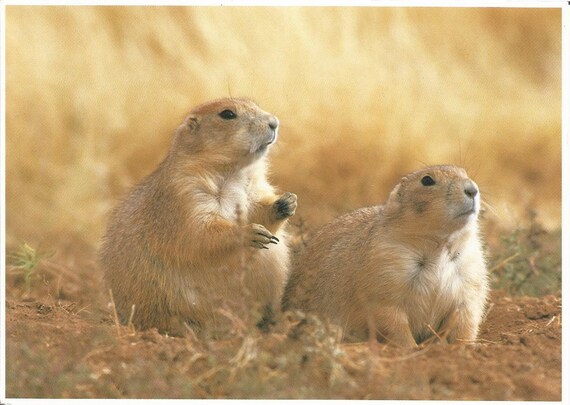 North American Gopher
