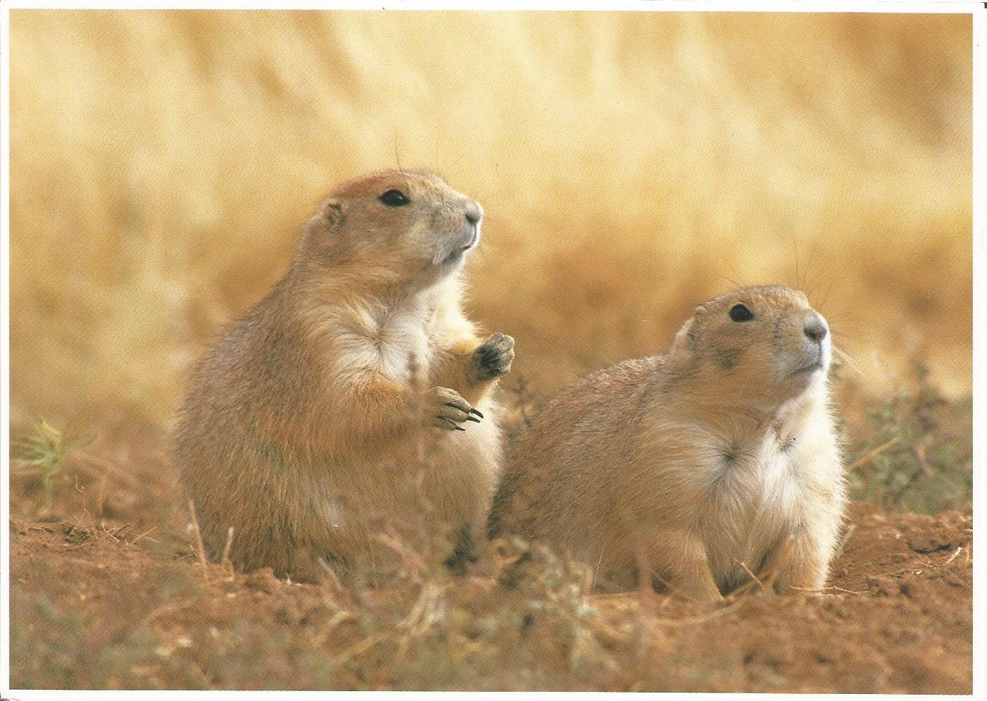 Canadian Prairies Animals
