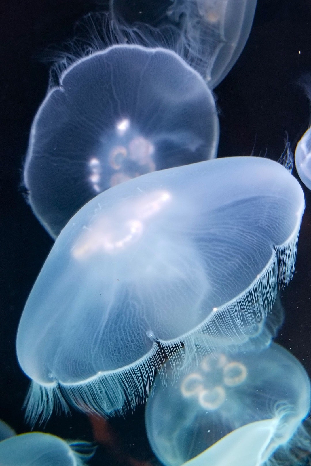 Moon Jellyfish Victoria Sydney BC Salish Sea Centre Aquarium - Etsy