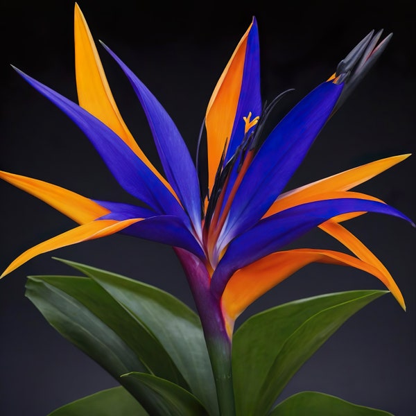 Strelitzia - Etsy