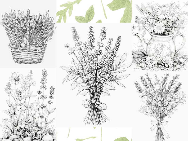 Botanical Herbs Coloring Pages – Herb Garden Illustrations (digital ...