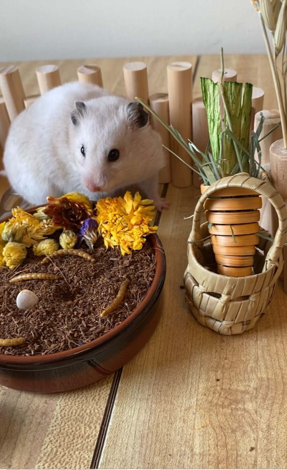 Hamster Activity Box Spring Garden Forage Chew Dig Enrichment Toys ...