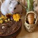 Hamster Activity Box Spring Garden Forage Chew Dig Enrichment Toys ...