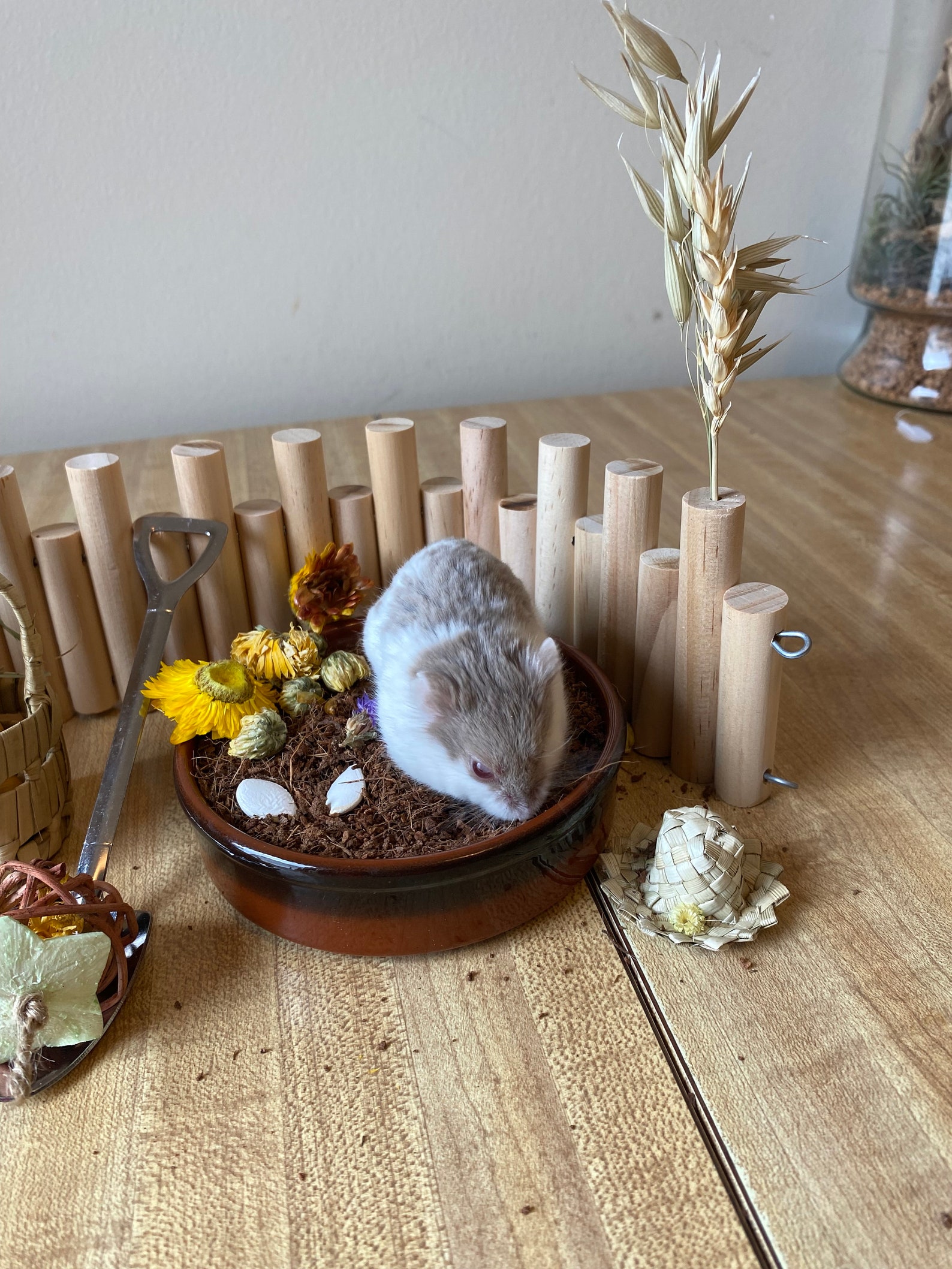 Hamster Activity Box Spring Garden Forage Chew Dig Enrichment Toys ...