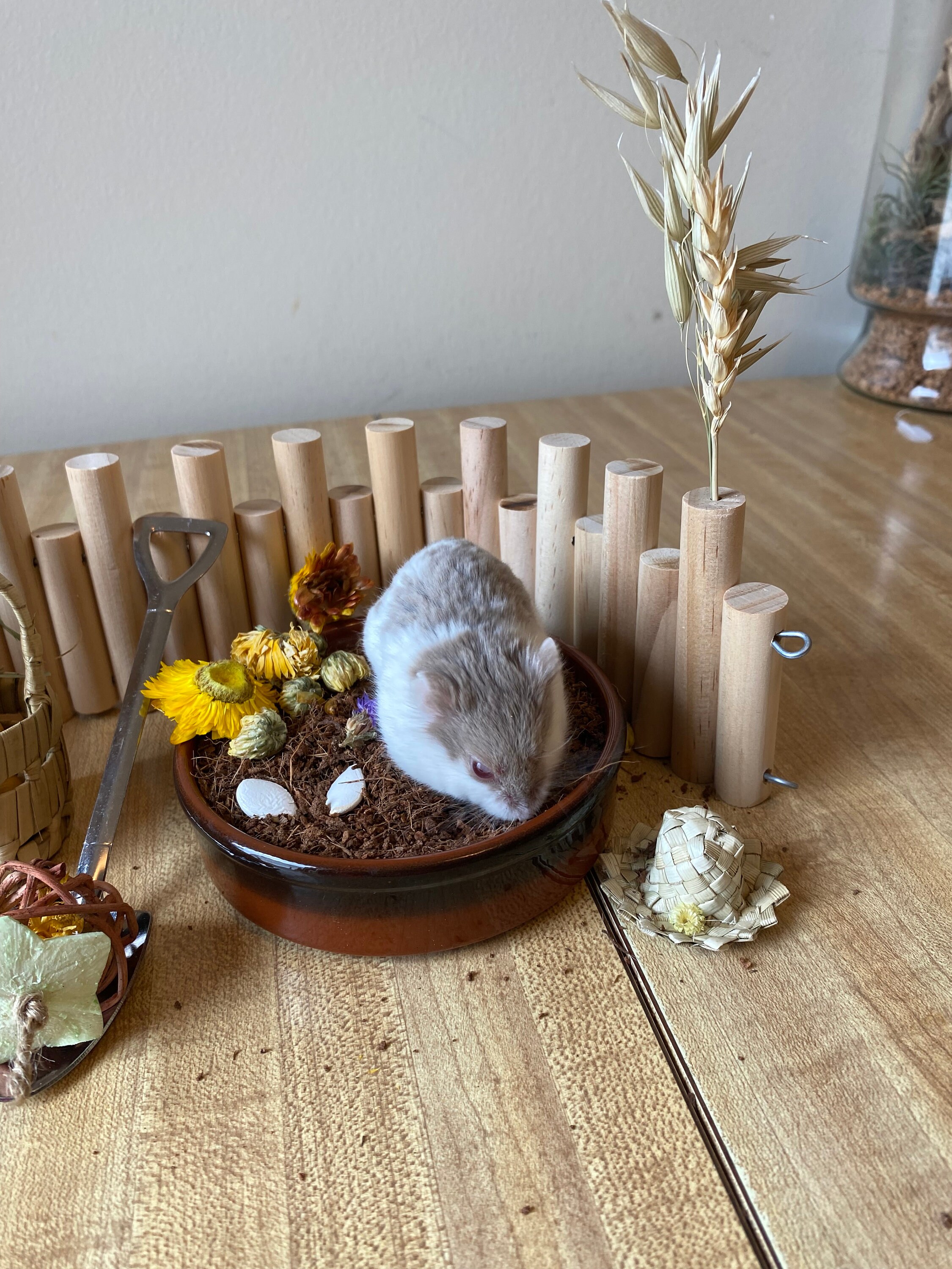 Hamster Activity Box Spring Garden Forage Chew Dig Enrichment Toys ...