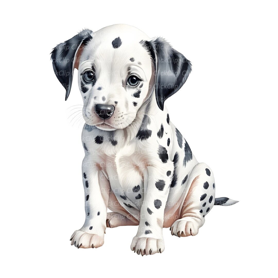 Dalmatian Puppy Clipart Dog Watercolor 12 High Quality JPG Digital ...