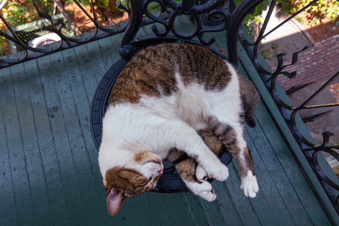 A Hemingway House Polydactyl Cat - Six Toed Paw. - Etsy