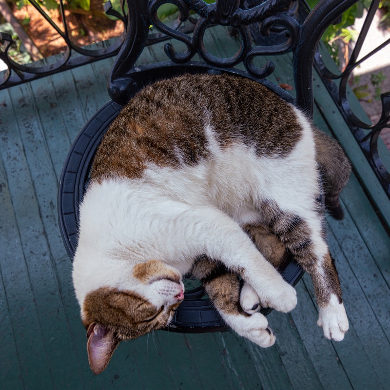 Hemingway Cat - Etsy