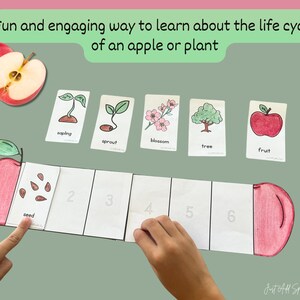 Kindergarten Preschool Learning Apple Life Cycle, Apple Tree ...
