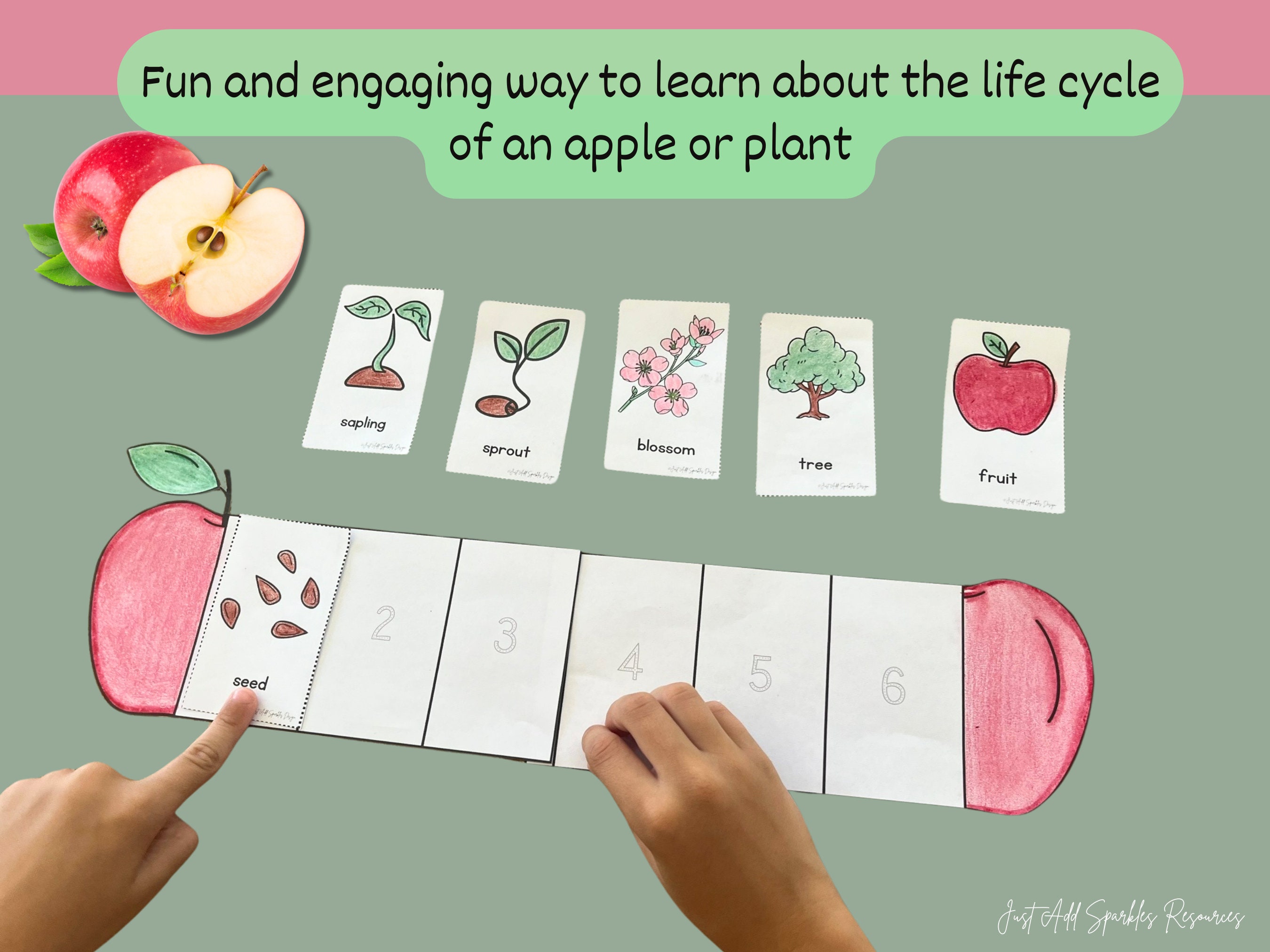 Kindergarten Preschool Learning Apple Life Cycle, Apple Tree ...