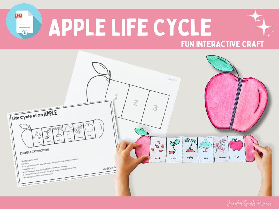 Kindergarten Preschool Learning Apple Life Cycle, Apple Tree ...