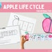 Kindergarten Preschool Learning Apple Life Cycle, Apple Tree ...