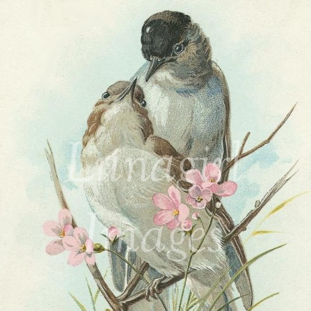 500 VINTAGE BIRDS, Digital Images, Victorian Birds, Garden Nature ...