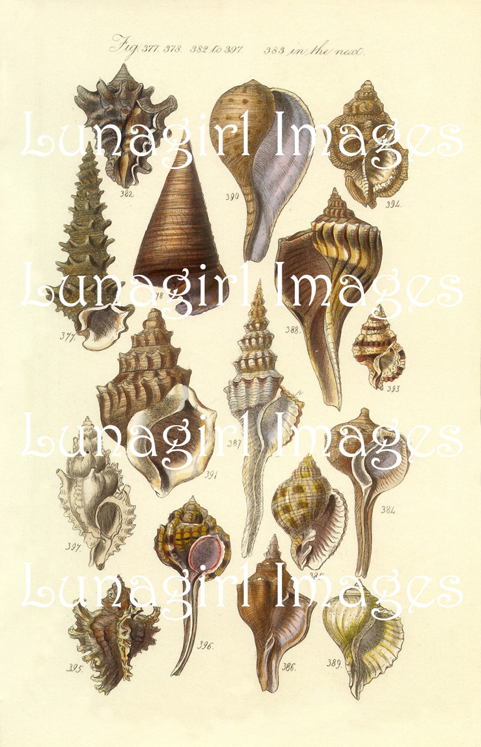 64 Vintage SEASHELLS Prints DIGITAL DOWNLOAD Victorian - Etsy
