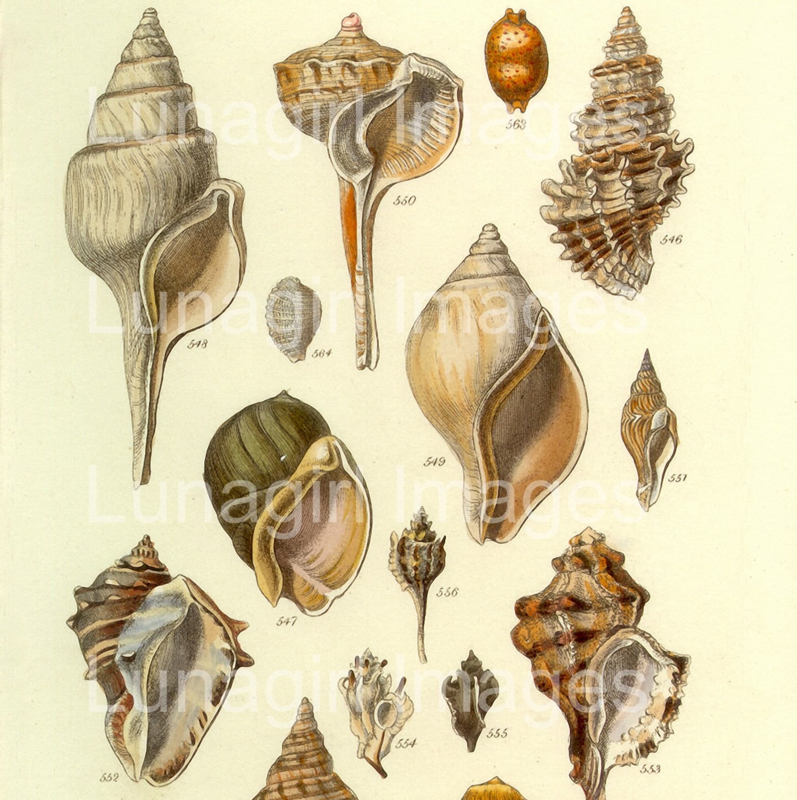 64 Vintage SEASHELLS Prints DIGITAL DOWNLOAD Victorian - Etsy