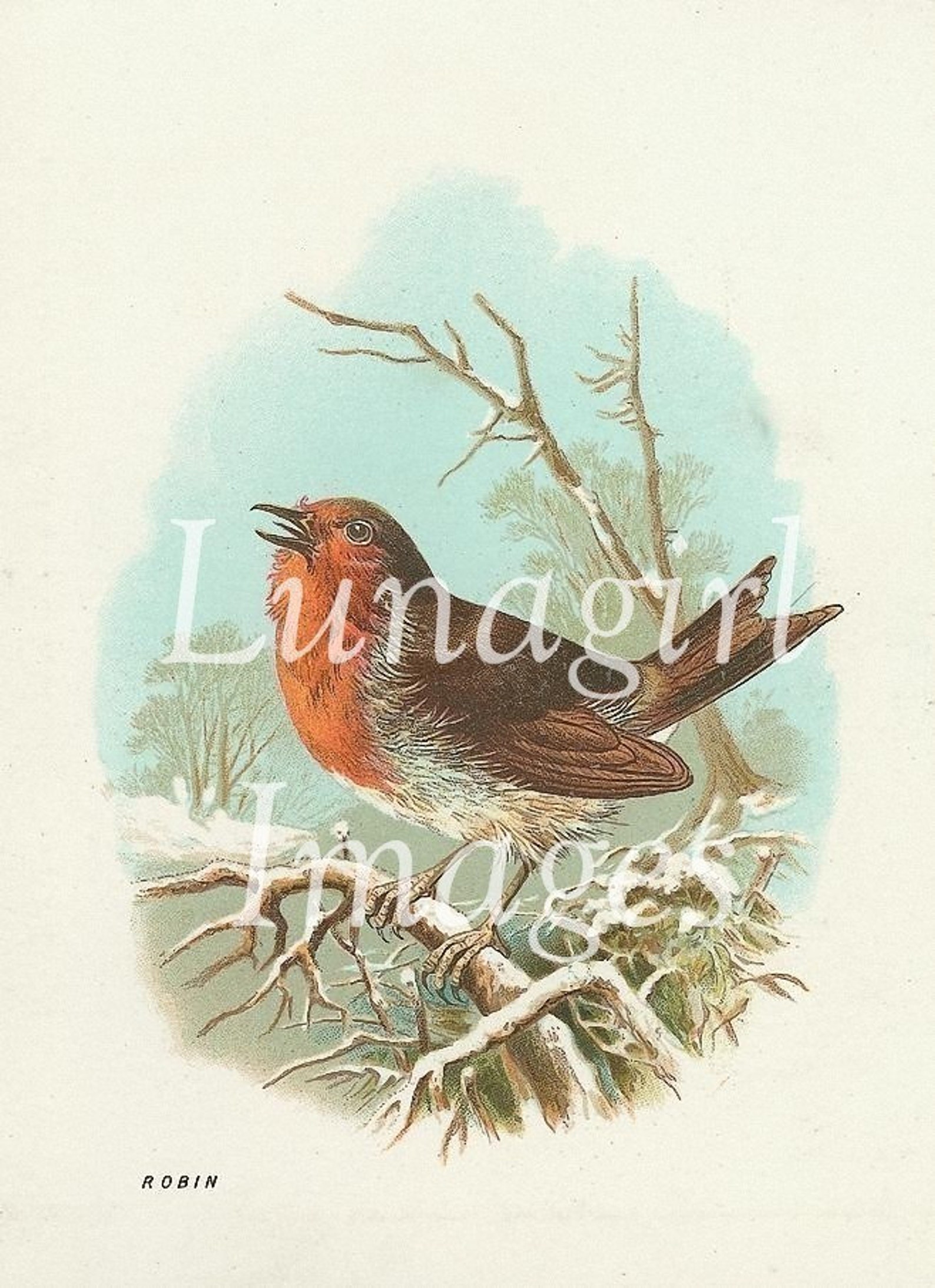 500 VINTAGE BIRDS, Digital Images, Victorian Birds, Woodland Art ...